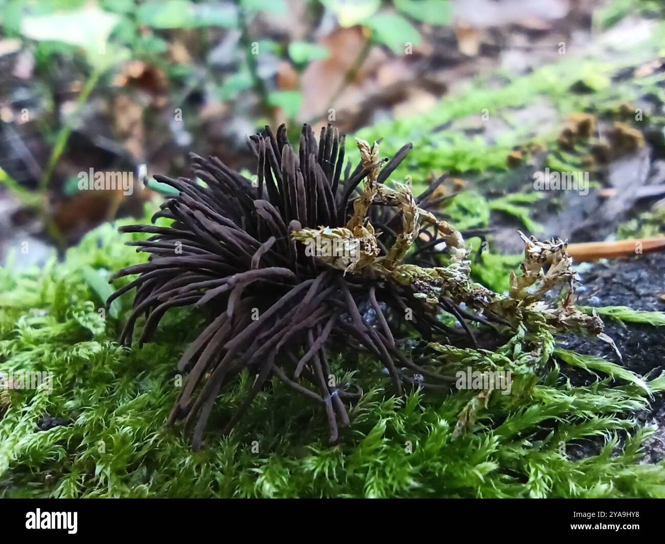 chocolate tube slime (Stemonitis splendens) Protozoa Stock Photo - Alamy