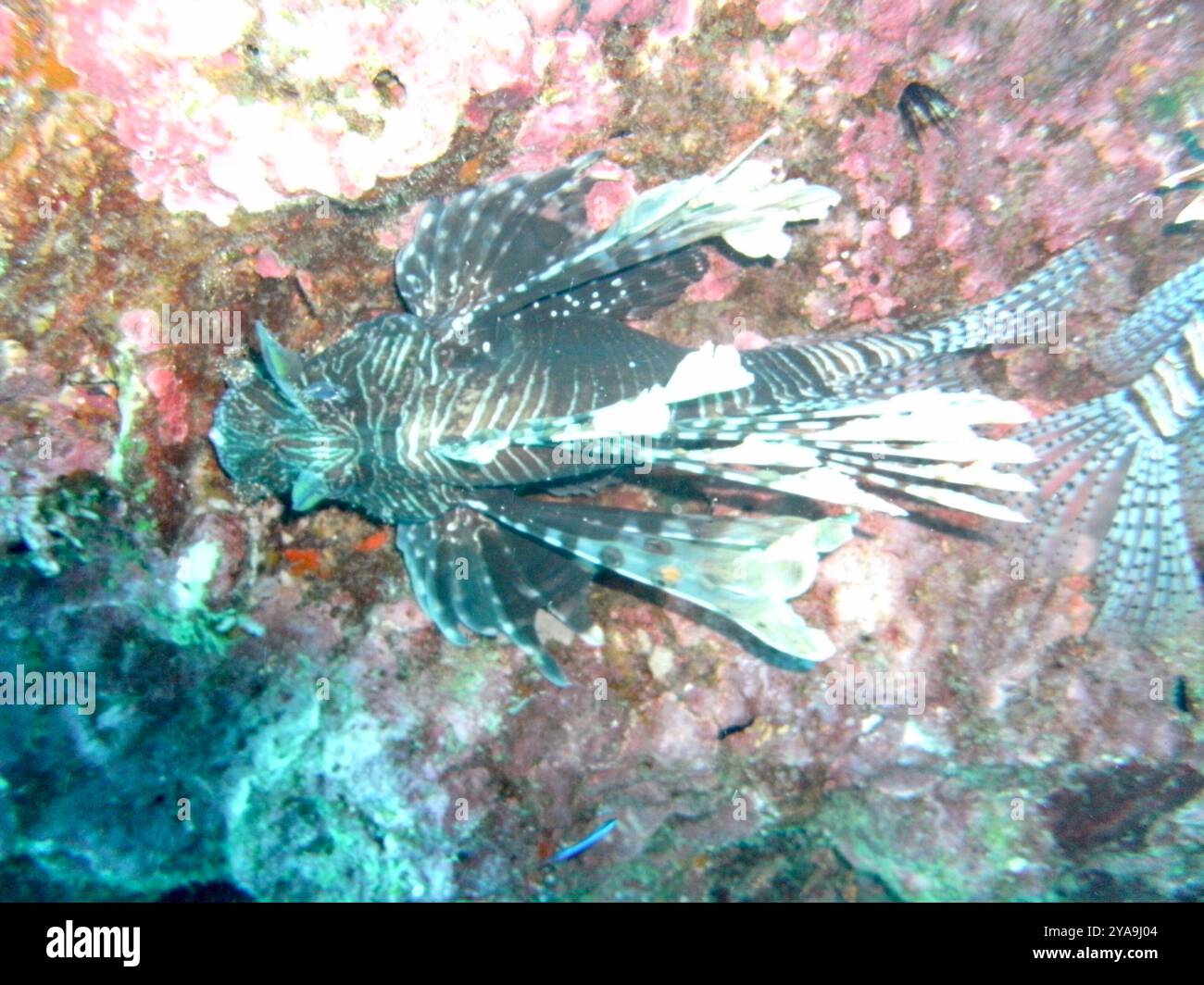 Indian Lionfish (Pterois miles) Actinopterygii Stock Photo - Alamy