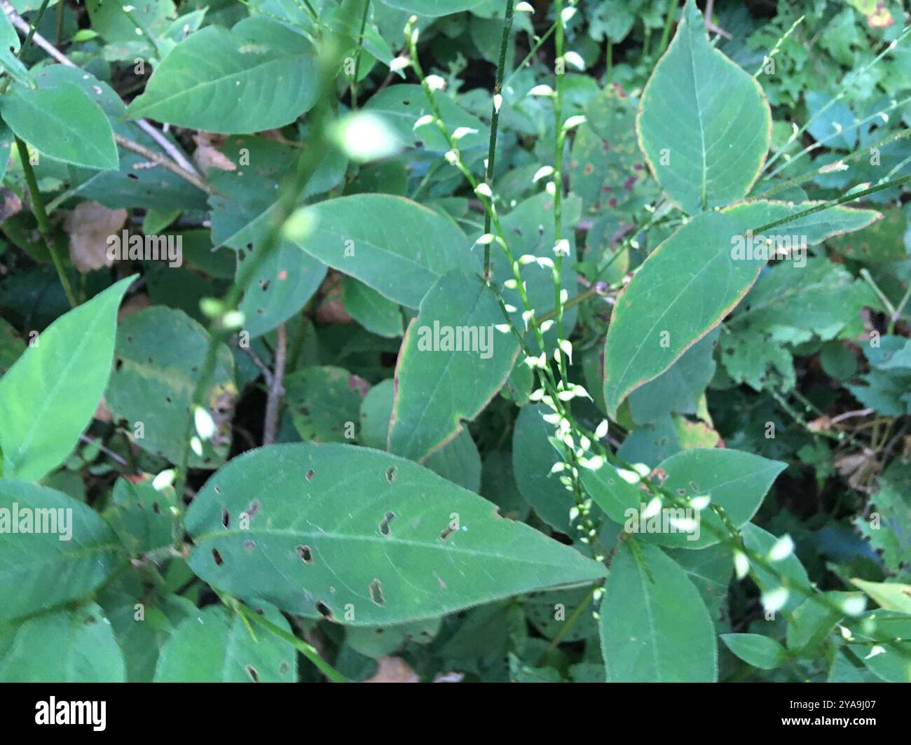 American jumpseed (Persicaria virginiana) Plantae Stock Photo - Alamy