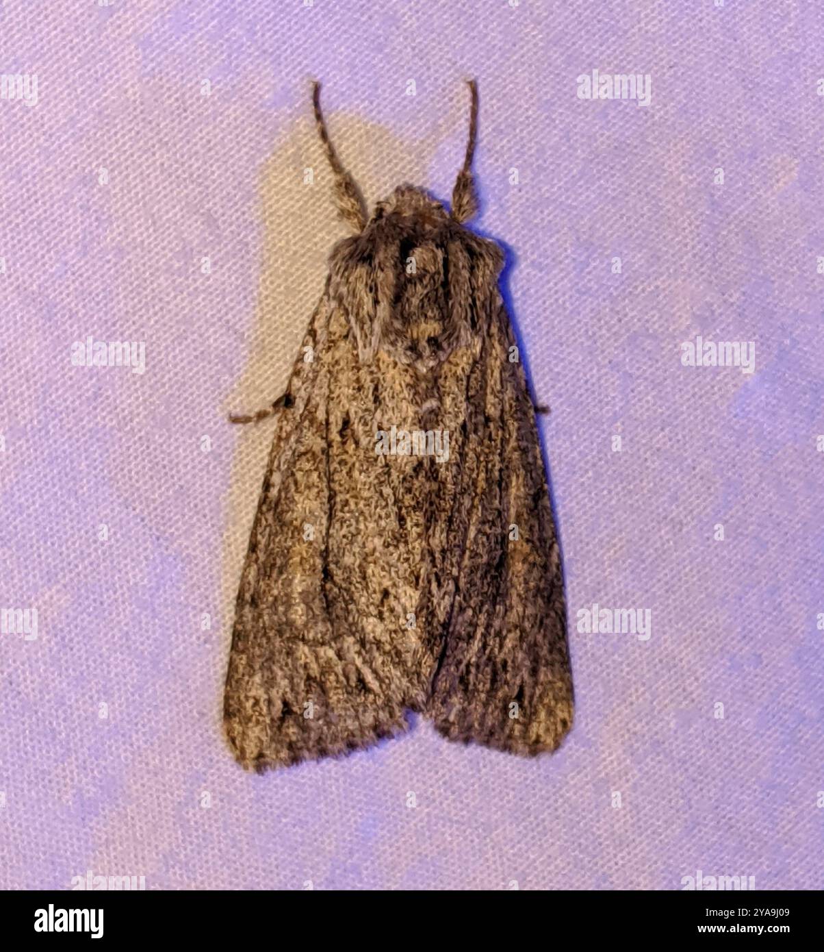 Cutworm Moths and Allies (Noctuidae) Insecta Stock Photo - Alamy