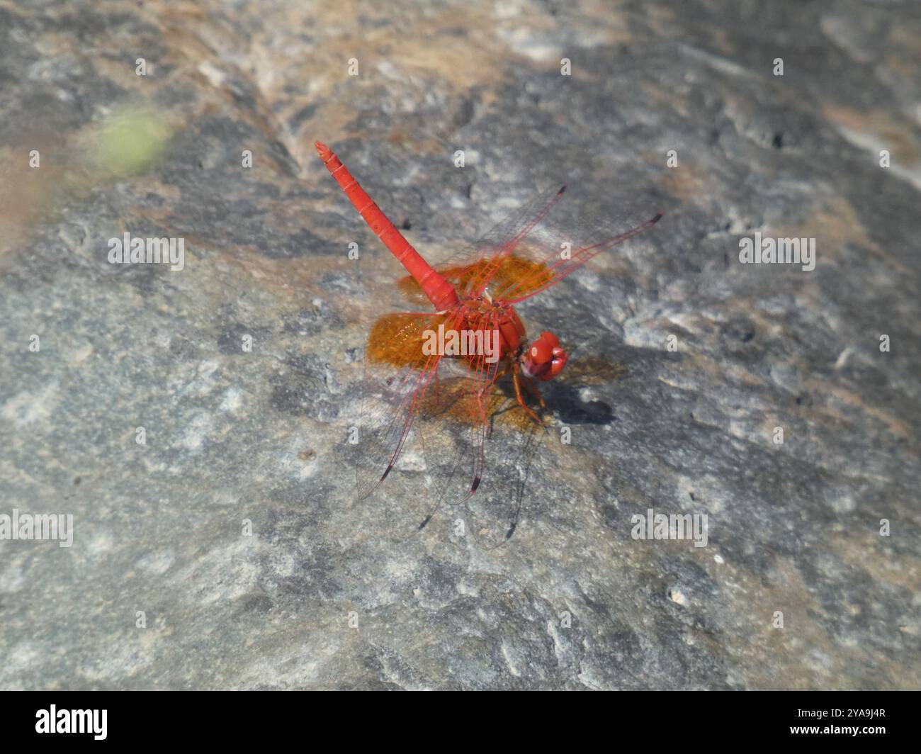 Trithemis kirbyi hi-res stock photography and images - Alamy