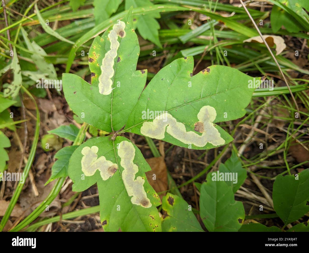 Poison Ivy Leaf-miner Moth (Cameraria guttifinitella) Insecta Stock ...
