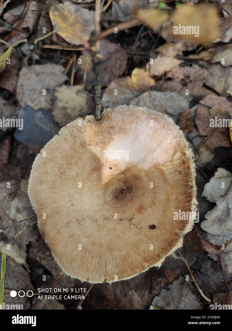 Downy milk cap (Lactarius pubescens) Fungi Stock Photo - Alamy