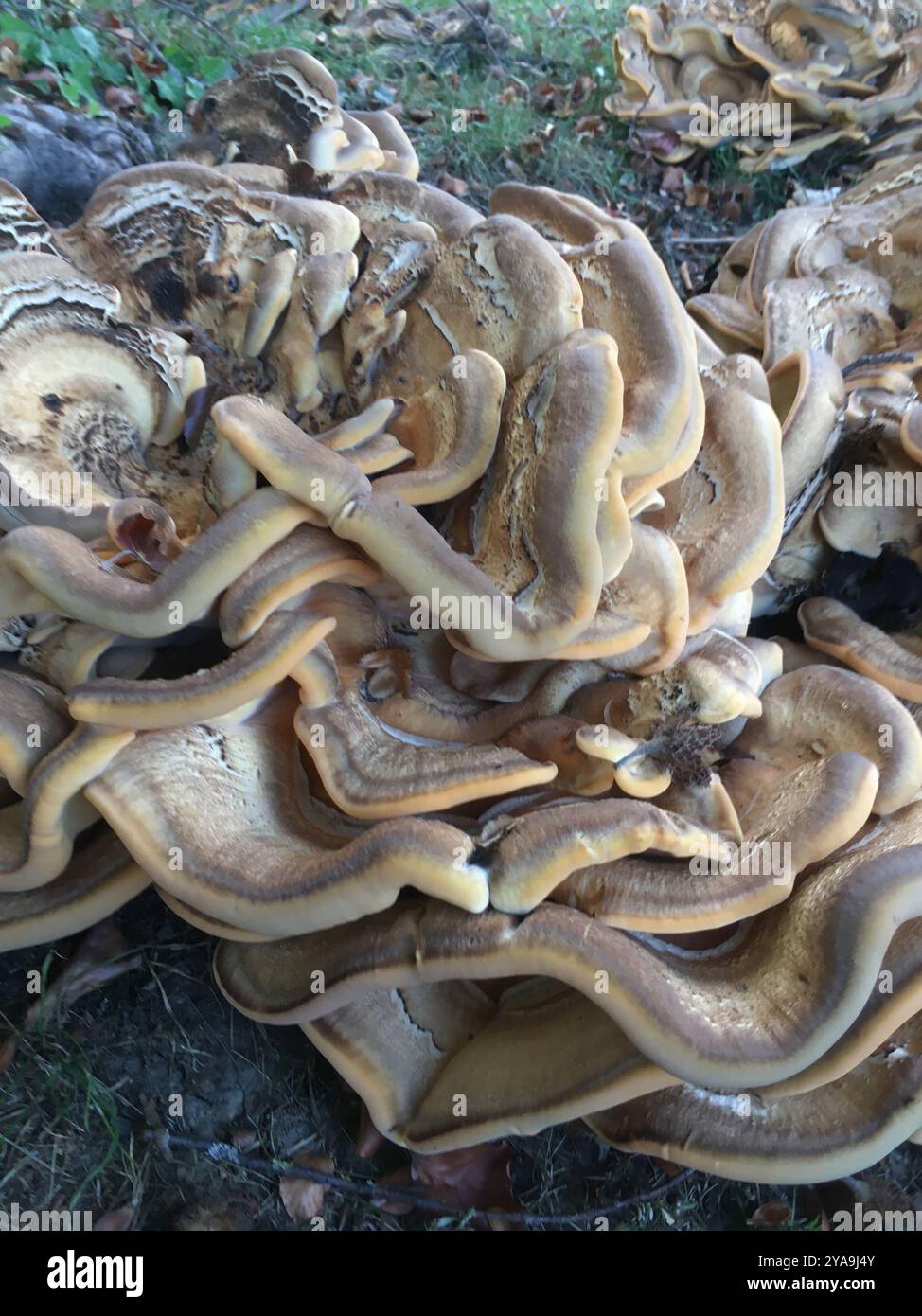 Giant Polypore (Meripilus giganteus) Fungi Stock Photo - Alamy