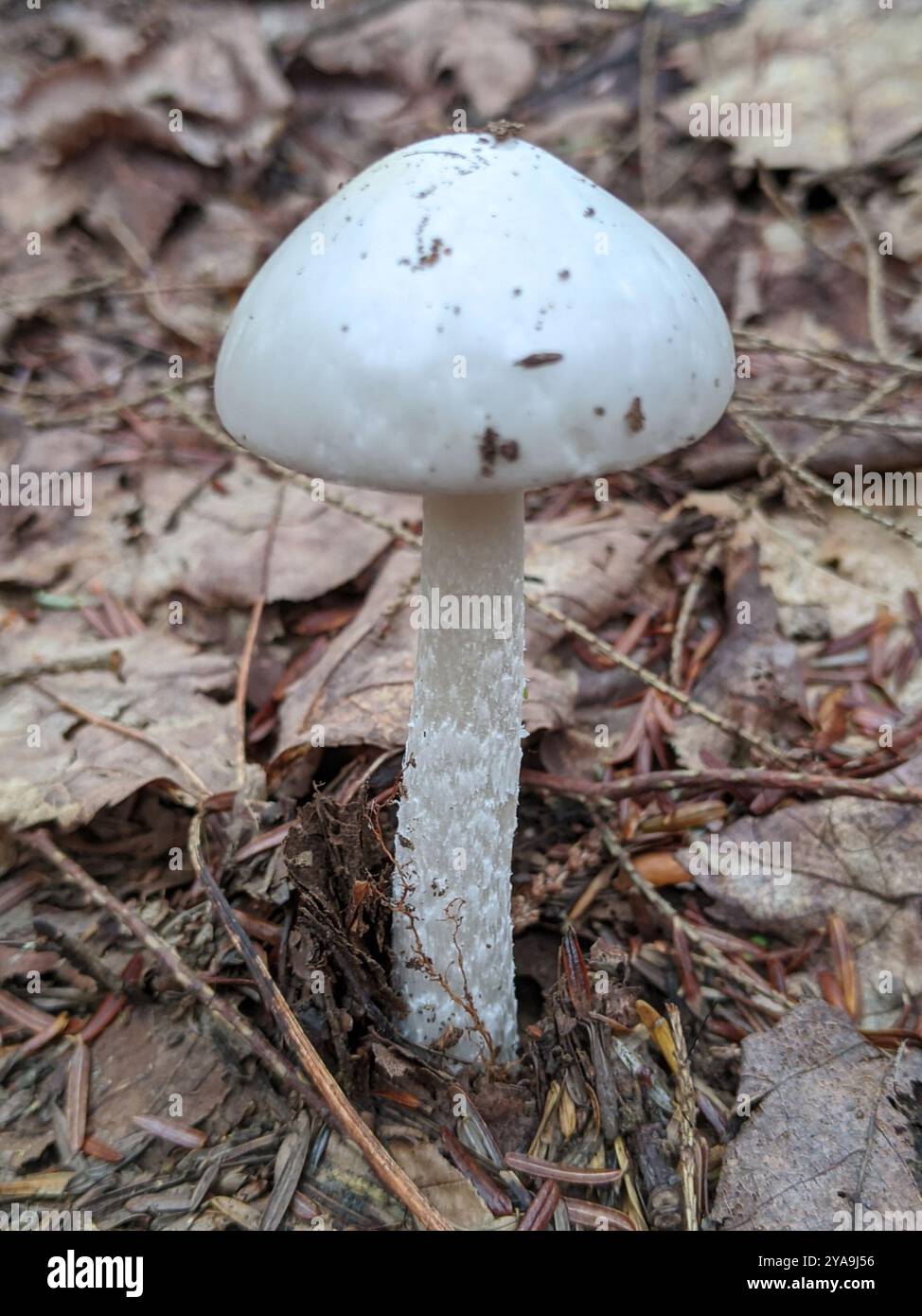 Amanita Sect. Phalloideae (Phalloideae) Fungi Stock Photo - Alamy