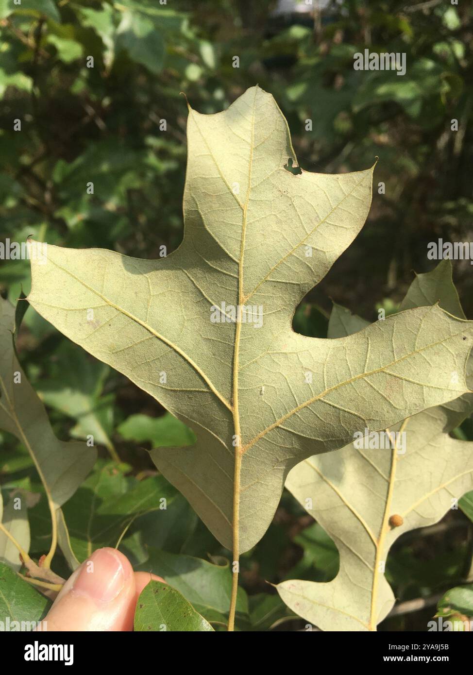 bear oak (Quercus ilicifolia) Plantae Stock Photo - Alamy