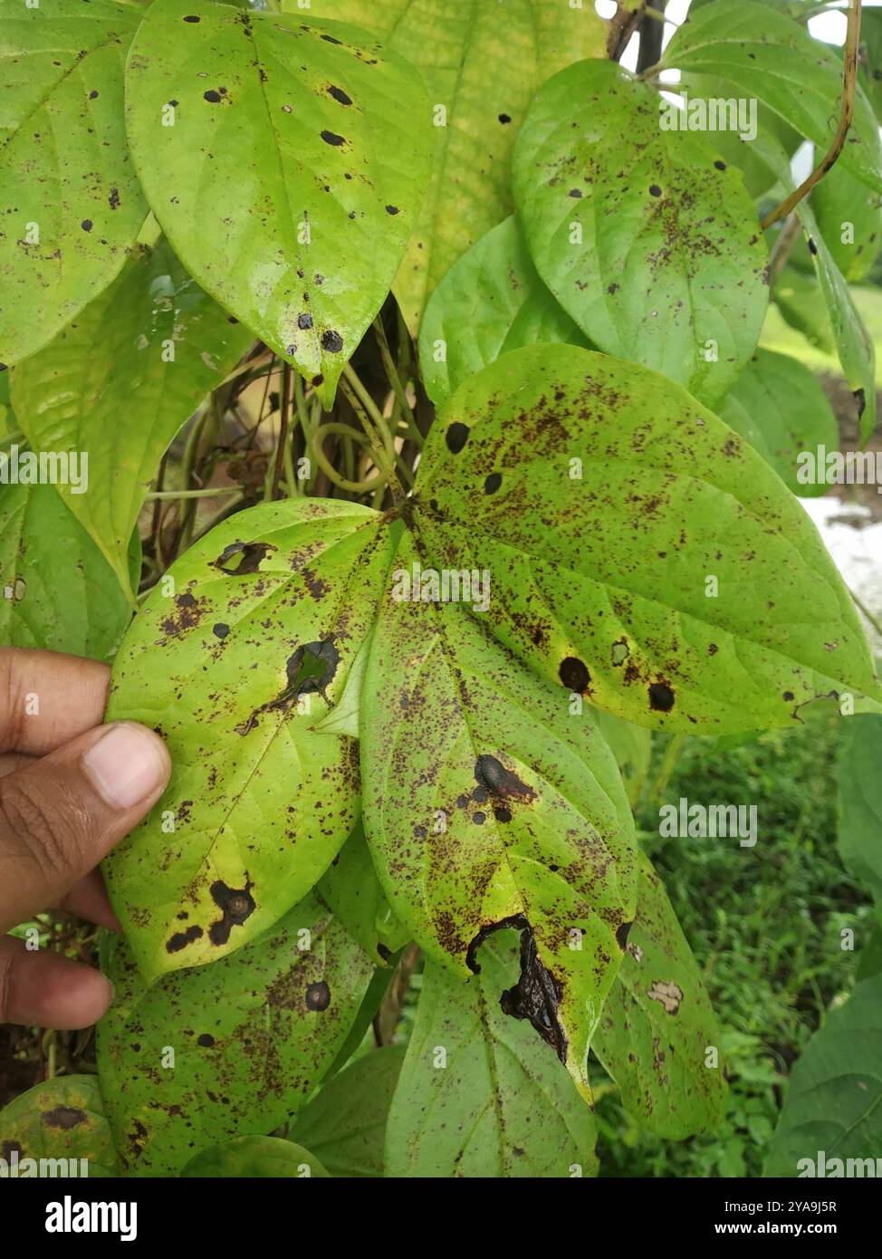 Dioscorea hispida hi-res stock photography and images - Alamy