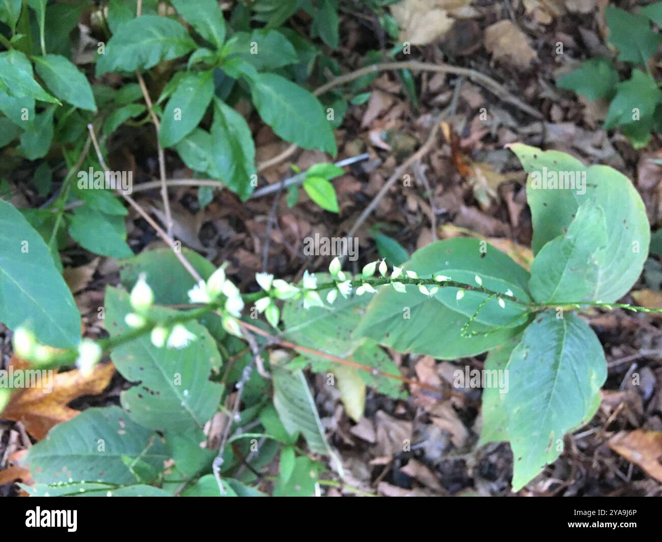 American jumpseed (Persicaria virginiana) Plantae Stock Photo - Alamy