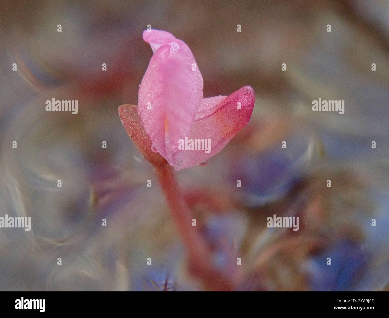 (Utricularia hydrocarpa) Plantae Stock Photo - Alamy