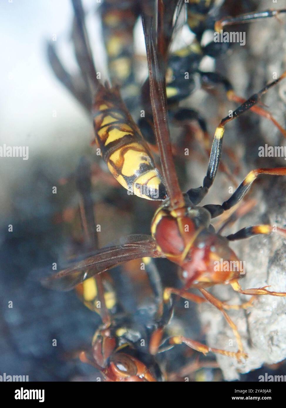 Variegated Paper Wasp (Polistes versicolor) Insecta Stock Photo - Alamy