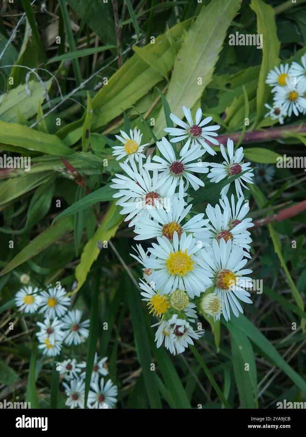 hairy white oldfield aster (Symphyotrichum pilosum) Plantae Stock Photo ...