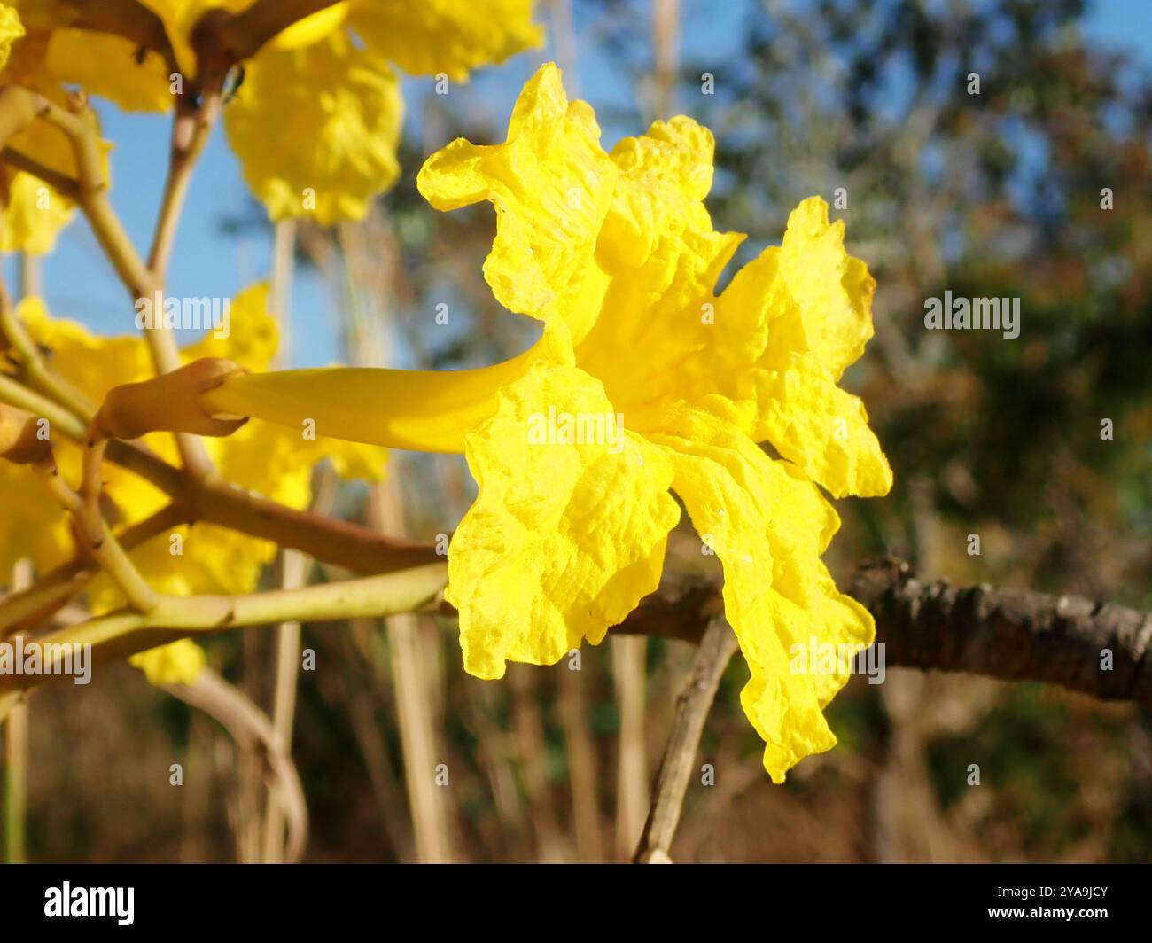 Yellow Trumpet-tree (Tabebuia aurea) Plantae Stock Photo - Alamy