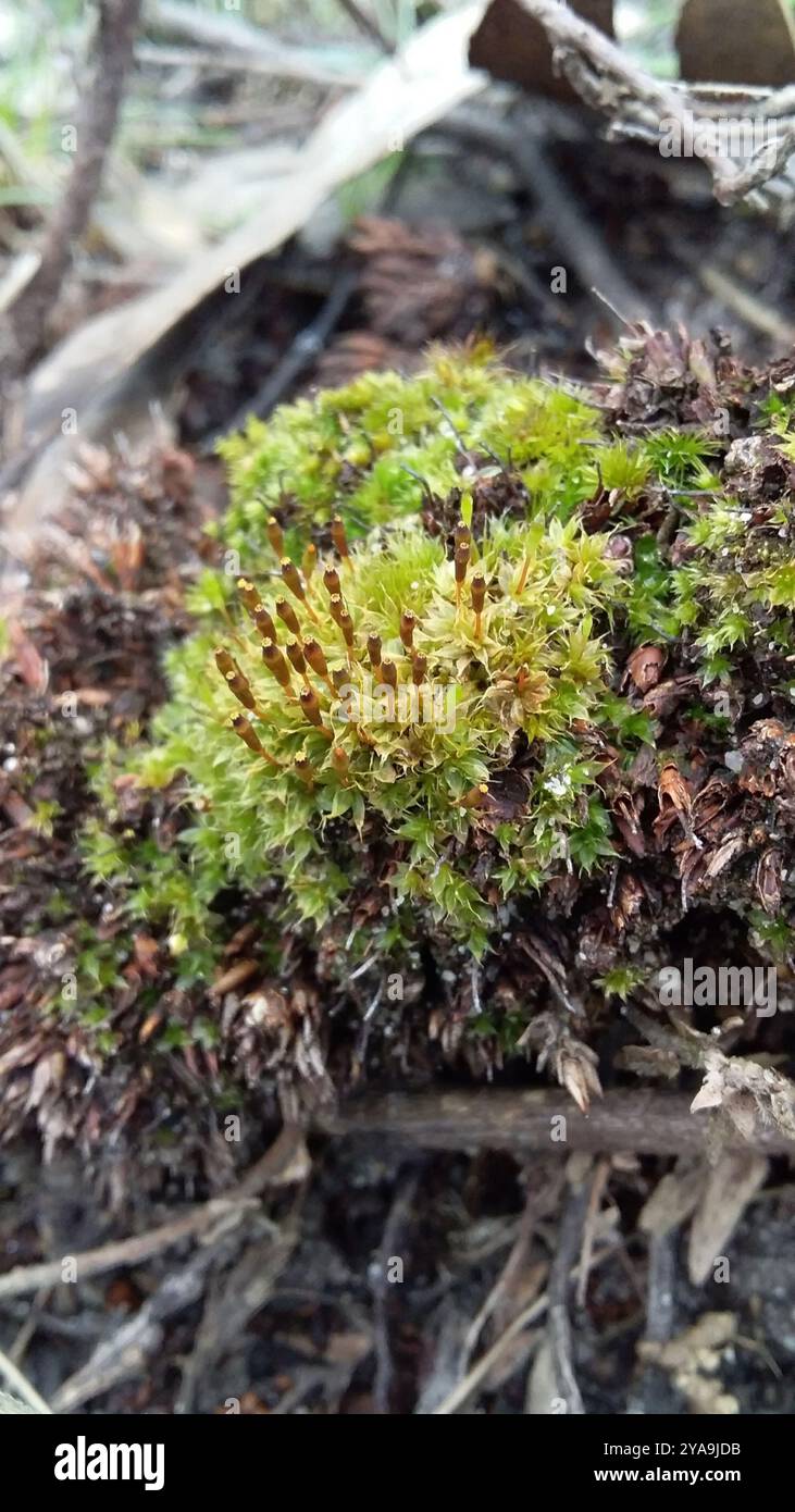Austral Poop Moss (Tayloria octoblepharum) Plantae Stock Photo - Alamy