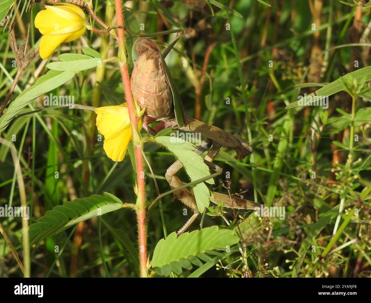 Chinese Mantis (Tenodera sinensis) Insecta Stock Photo - Alamy