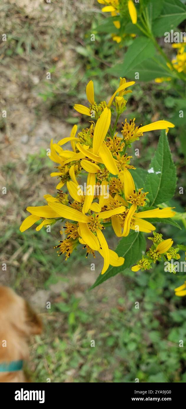 Yellow Crownbeard (Verbesina occidentalis) Plantae Stock Photo - Alamy