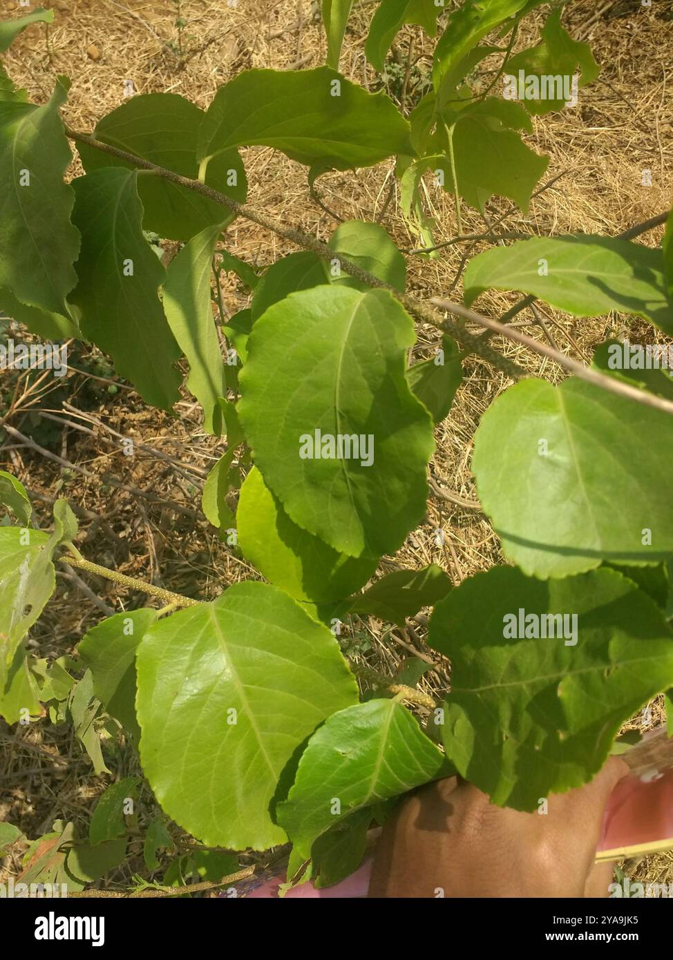 (Celastrus paniculatus) Plantae Stock Photo - Alamy