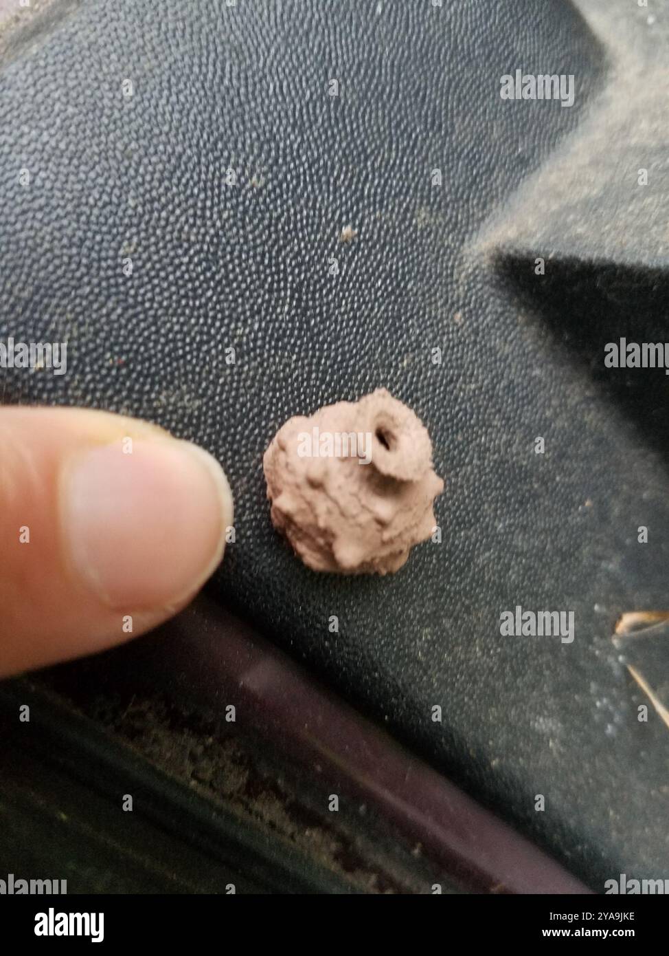 Typical Potter Wasps (Eumenes) Insecta Stock Photo - Alamy