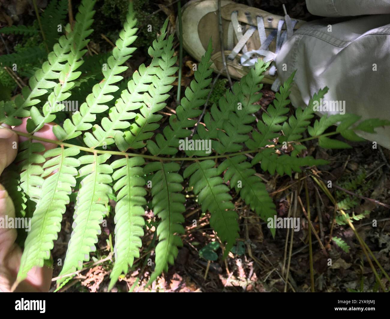 cinnamon fern (Osmundastrum cinnamomeum) Plantae Stock Photo - Alamy