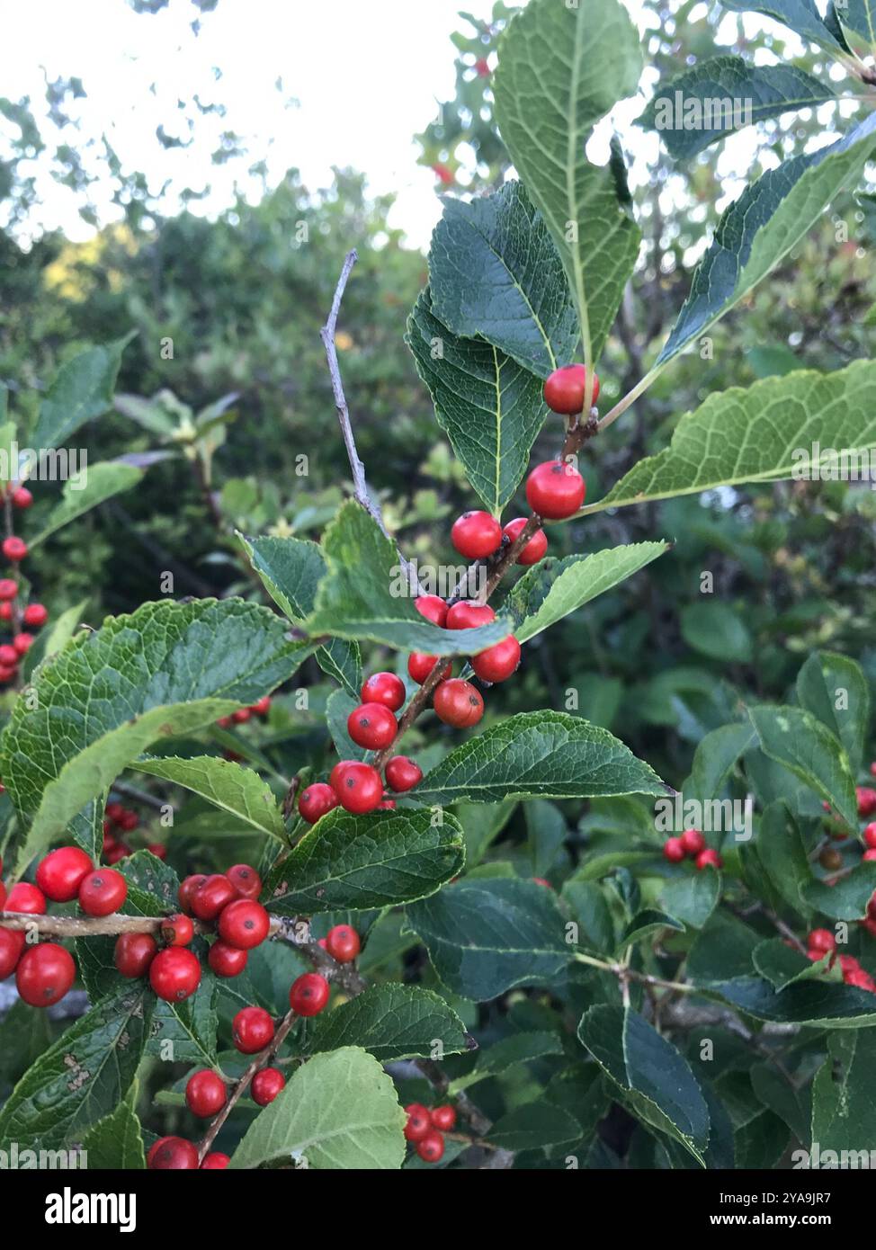 winterberry holly (Ilex verticillata) Plantae Stock Photo - Alamy