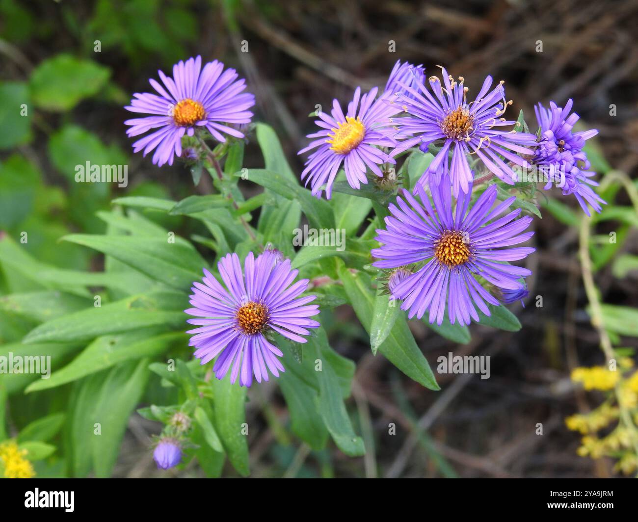 New England aster (Symphyotrichum novae-angliae) Plantae Stock Photo ...