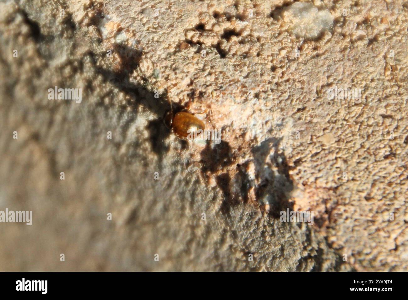 Cynegetis impunctata hi-res stock photography and images - Alamy