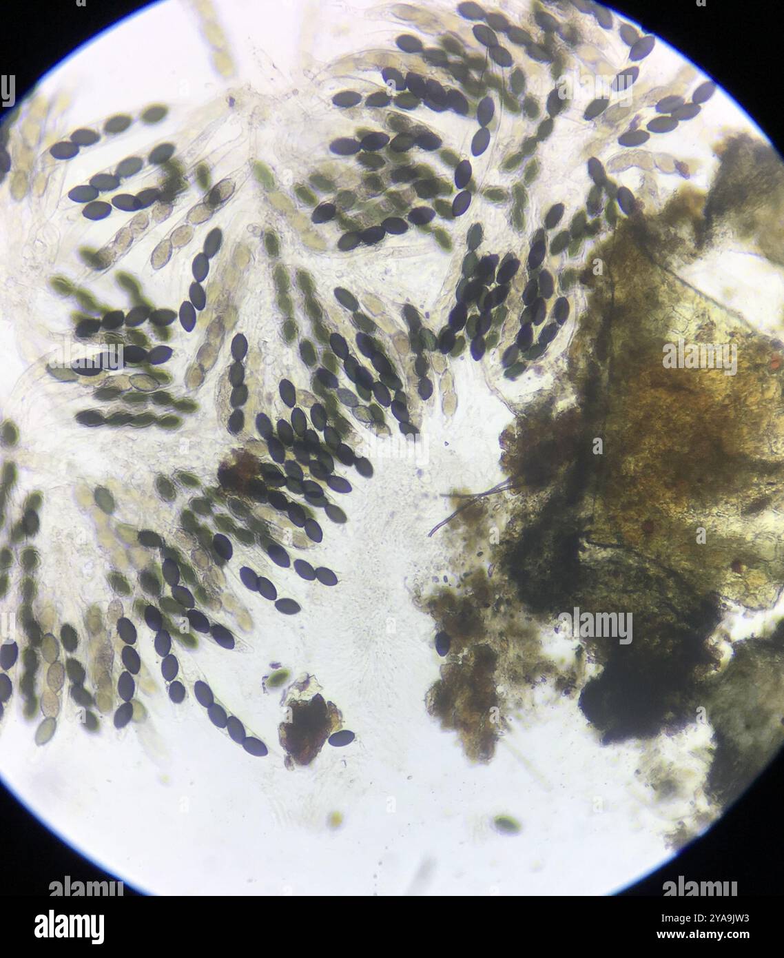 Podospora anserina hi-res stock photography and images - Alamy