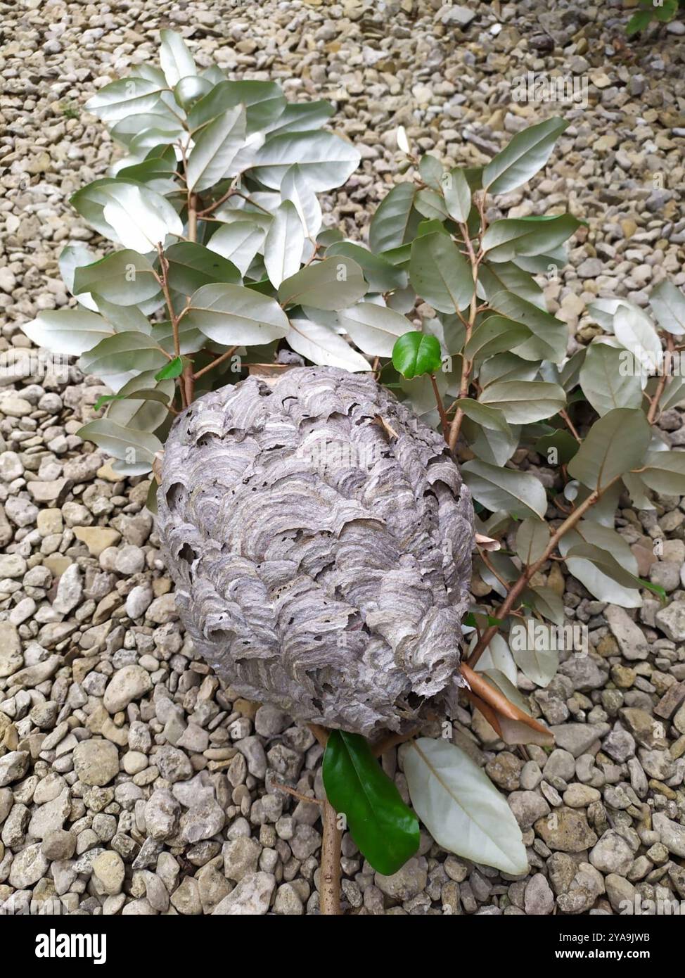 Hornets and Yellowjackets (Vespinae) Insecta Stock Photo - Alamy