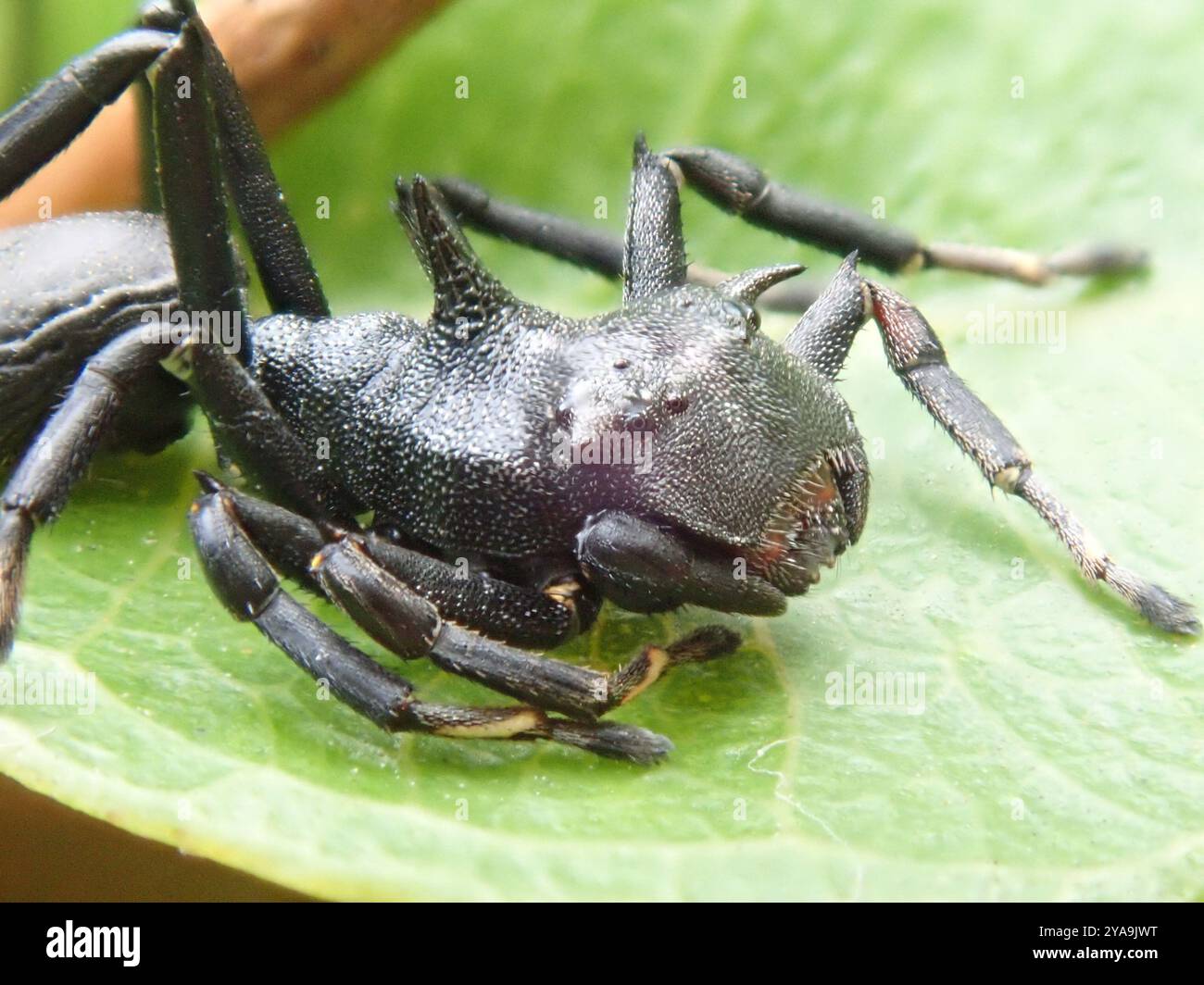 Turtle Ant-mimicking Crab Spider (Aphantochilus rogersi) Arachnida ...