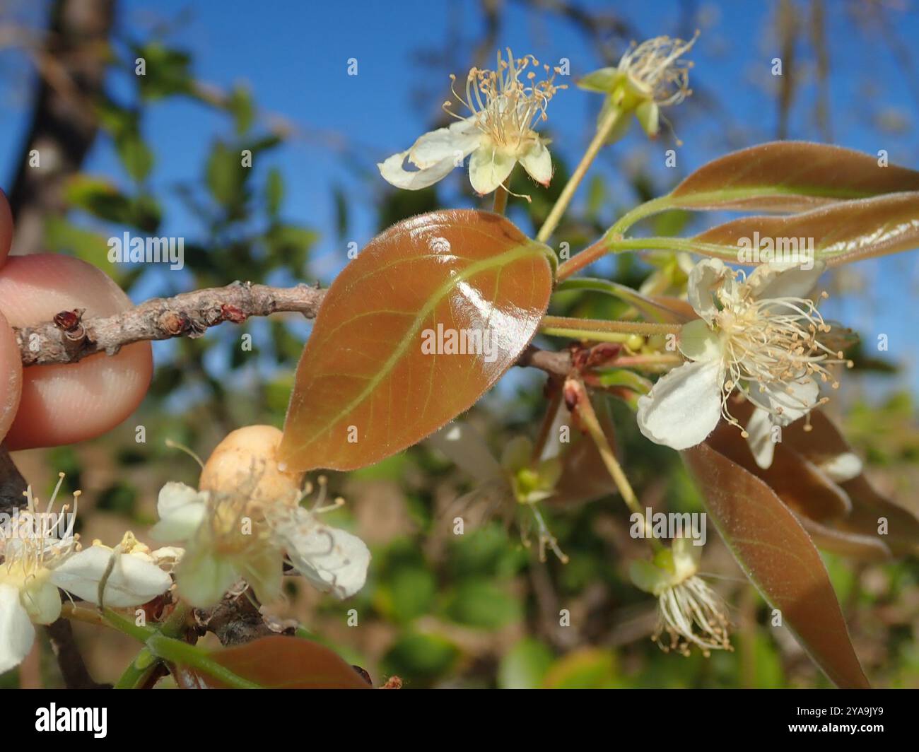 Cagaita (Eugenia dysenterica) Plantae Stock Photo - Alamy