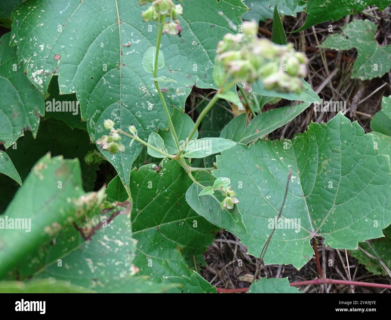 Wild Four o'Clock (Mirabilis nyctaginea) Plantae Stock Photo - Alamy