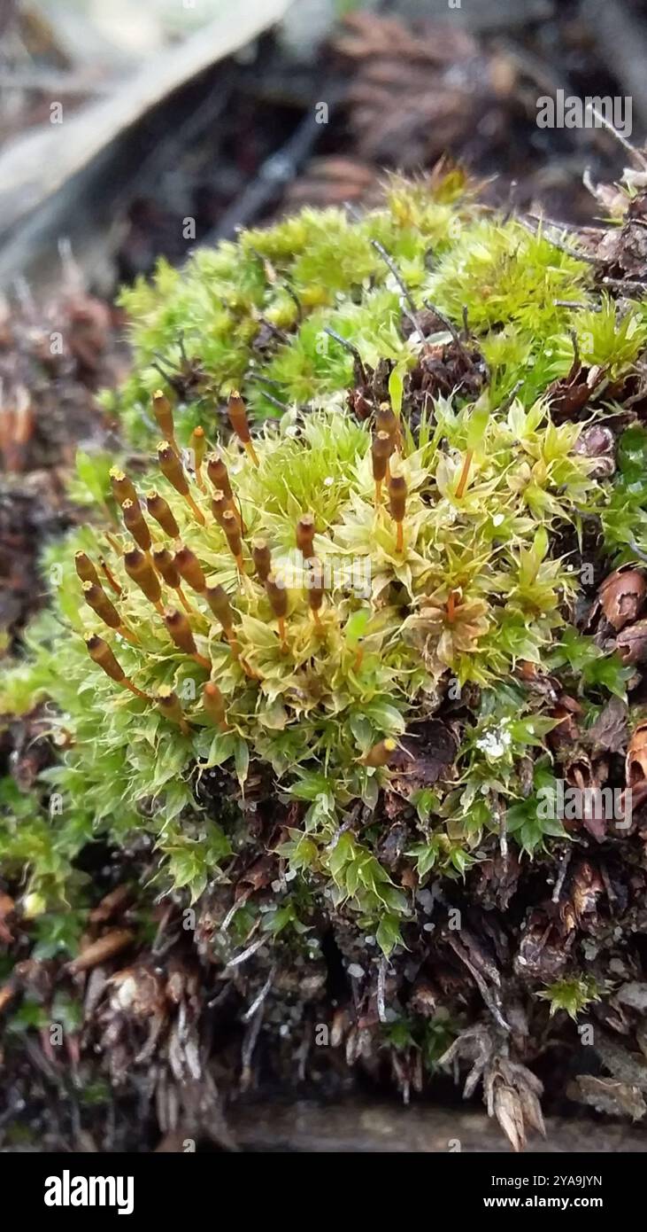 Austral Poop Moss (Tayloria octoblepharum) Plantae Stock Photo - Alamy