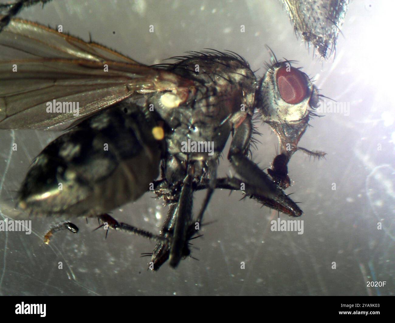Root-maggot Flies (Anthomyiidae) Insecta Stock Photo - Alamy