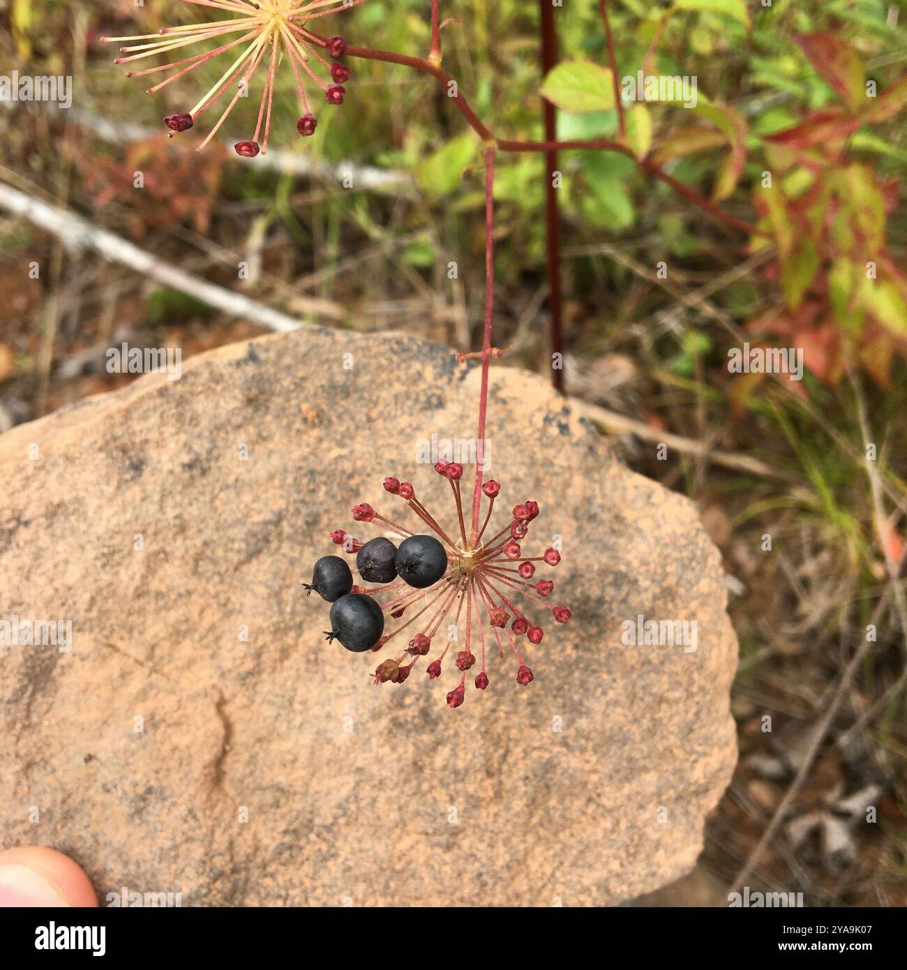 bristly sarsaparilla (Aralia hispida) Plantae Stock Photo - Alamy