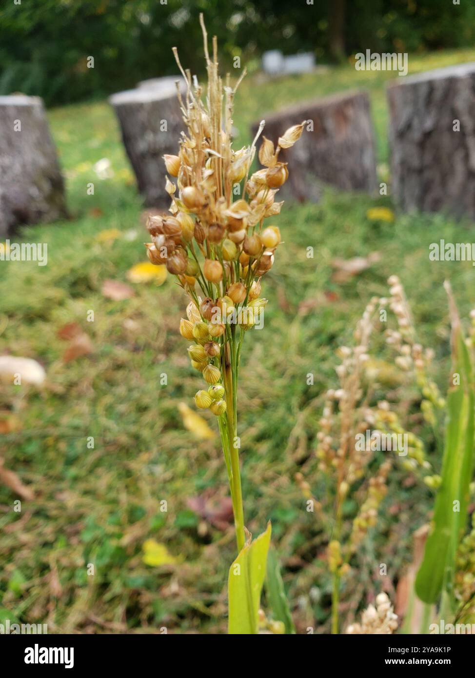 bristlegrasses, bluestems, paspalums, and allies (Panicoideae) Plantae ...