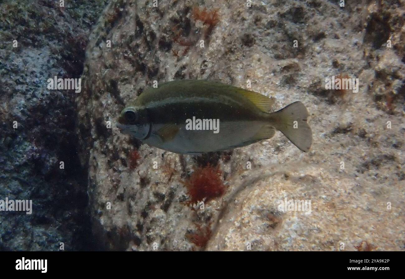 Dusky Spinefoot (Siganus luridus) Actinopterygii Stock Photo - Alamy