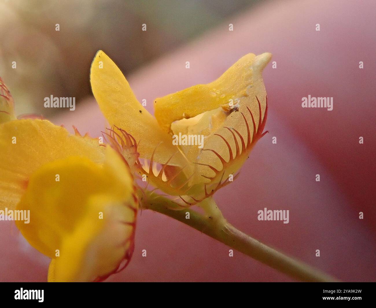 Fringed Bladderwort (Utricularia simulans) Plantae Stock Photo - Alamy