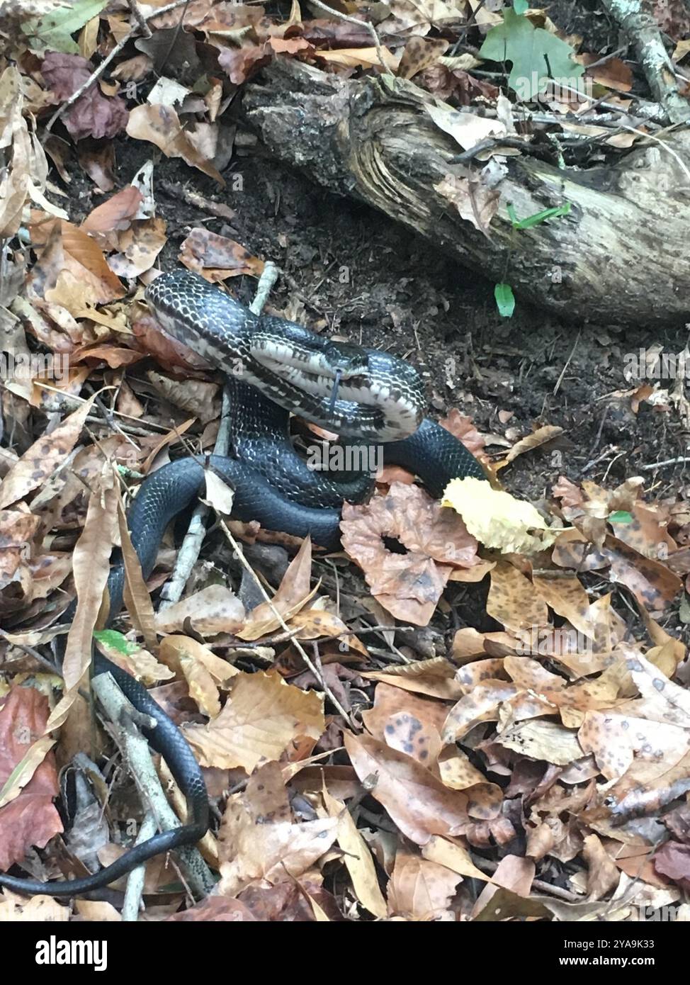 Eastern Ratsnake (Pantherophis alleghaniensis) Reptilia Stock Photo - Alamy