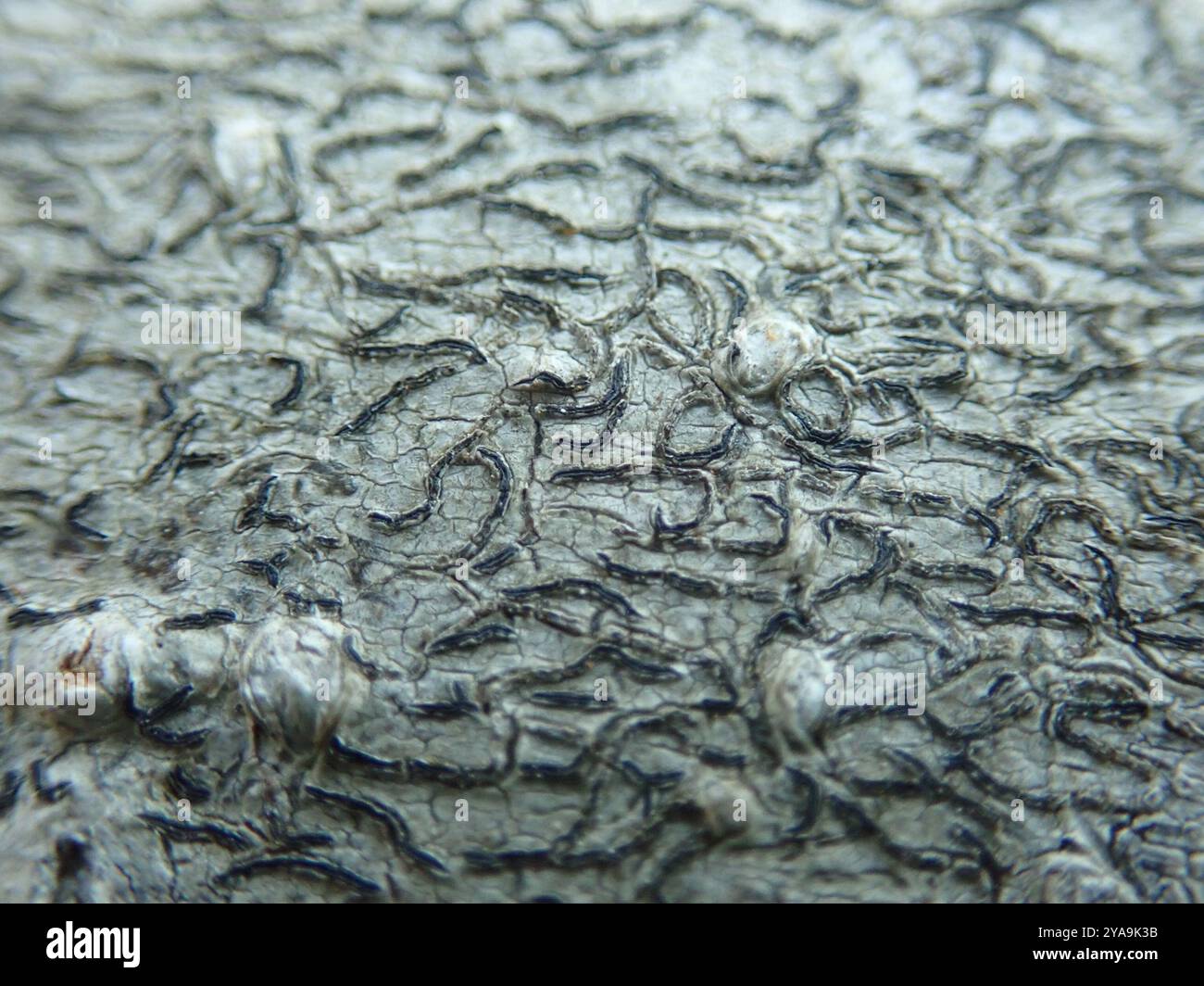 Common Script Lichen (Graphis scripta) Fungi Stock Photo - Alamy