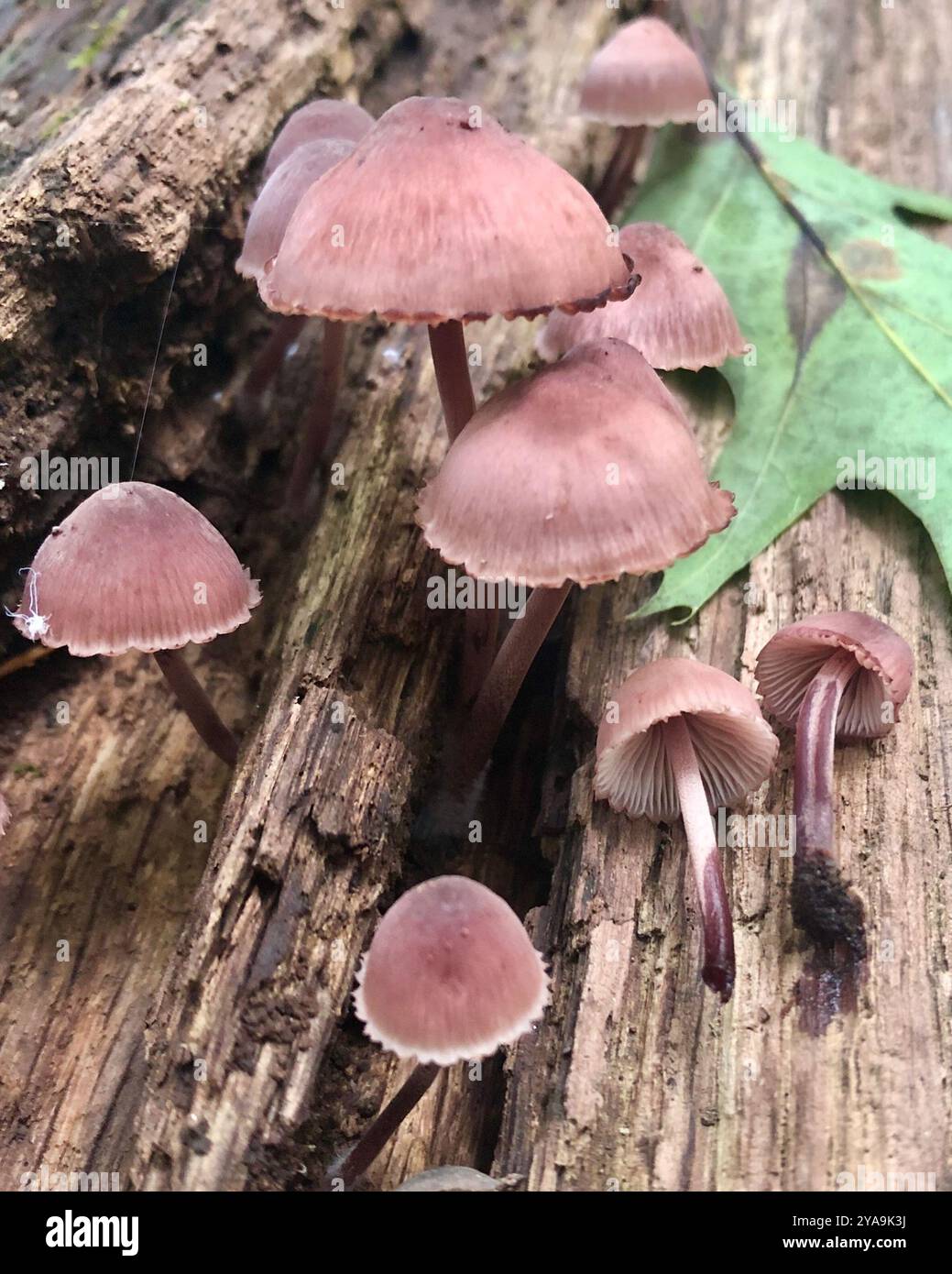 Bleeding Fairy Helmet (Mycena haematopus) Fungi Stock Photo - Alamy