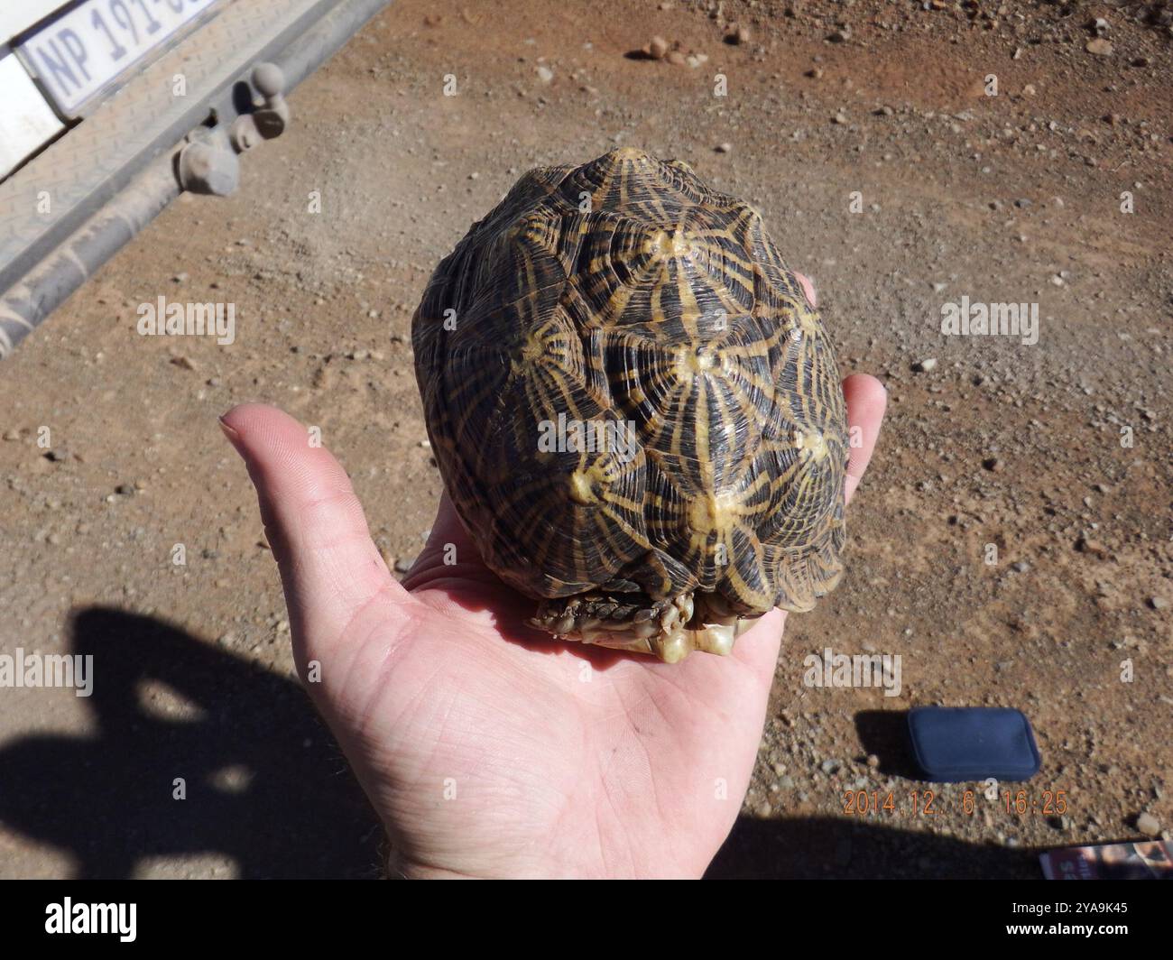 Southern tent tortoise (Psammobates tentorius tentorius) Reptilia Stock ...