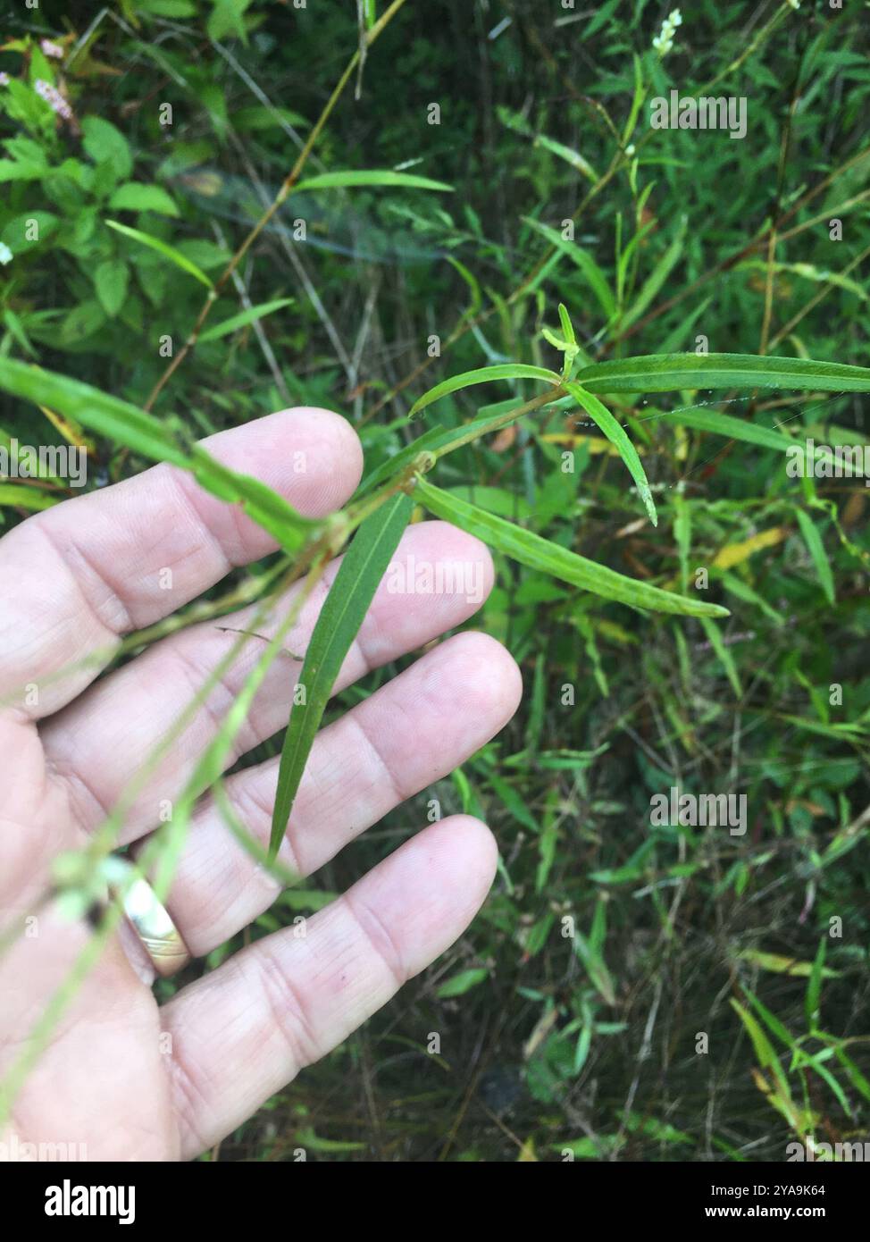 swamp smartweed (Persicaria hydropiperoides) Plantae Stock Photo - Alamy
