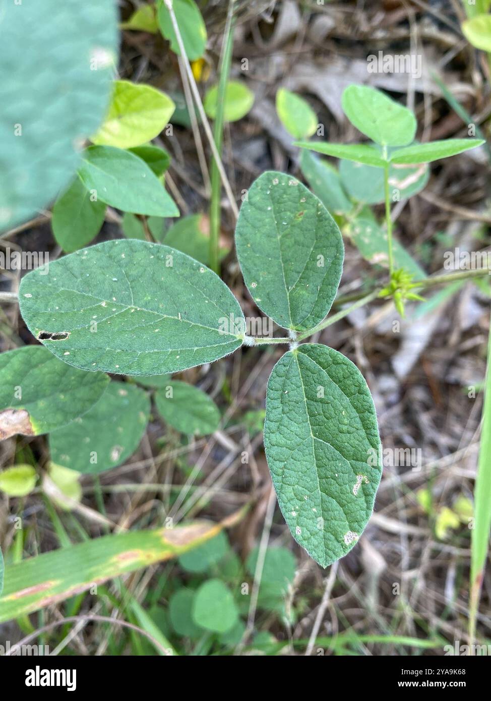 Twining Snoutbean (Rhynchosia tomentosa) Plantae Stock Photo - Alamy