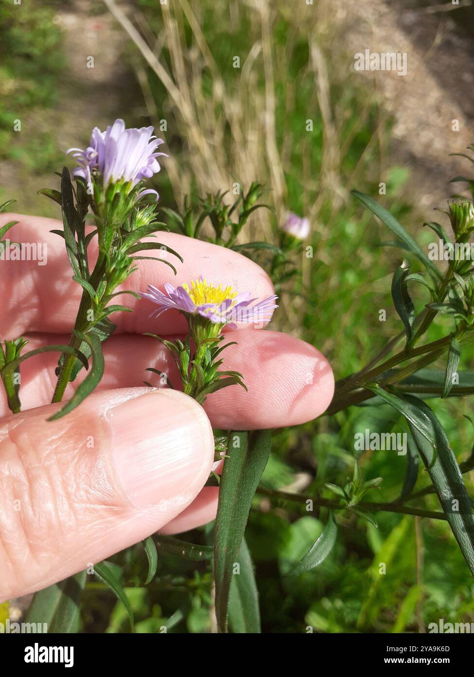 New York aster (Symphyotrichum novi-belgii) Plantae Stock Photo - Alamy