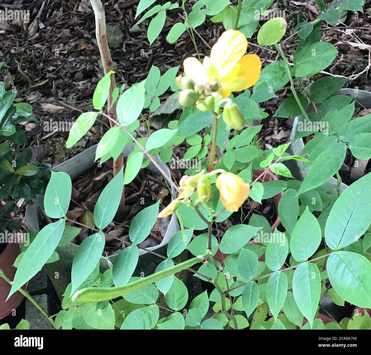 Coffee Senna (Senna occidentalis) Plantae Stock Photo - Alamy