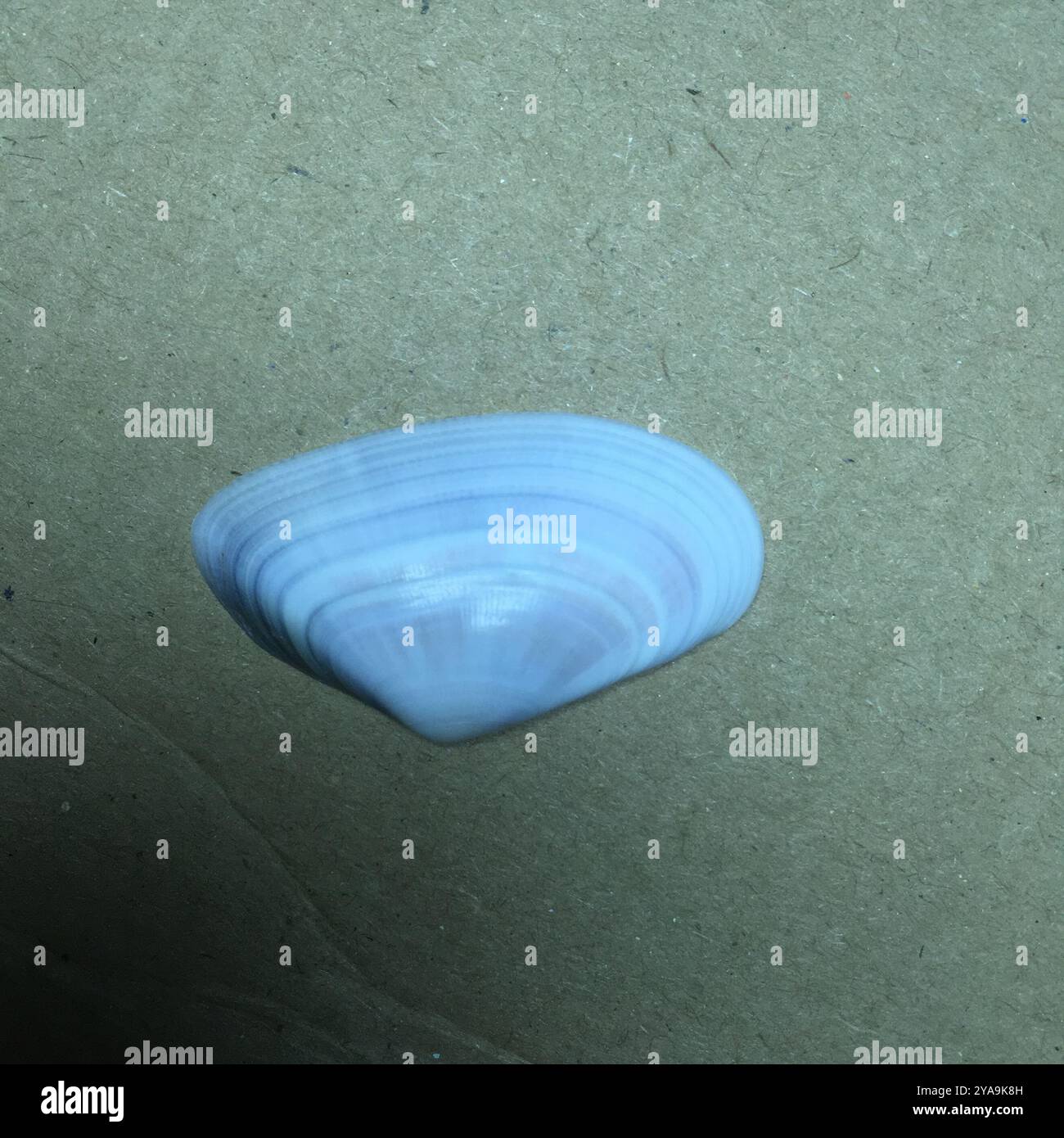 Wedge Clam (Donax trunculus) Mollusca Stock Photo - Alamy