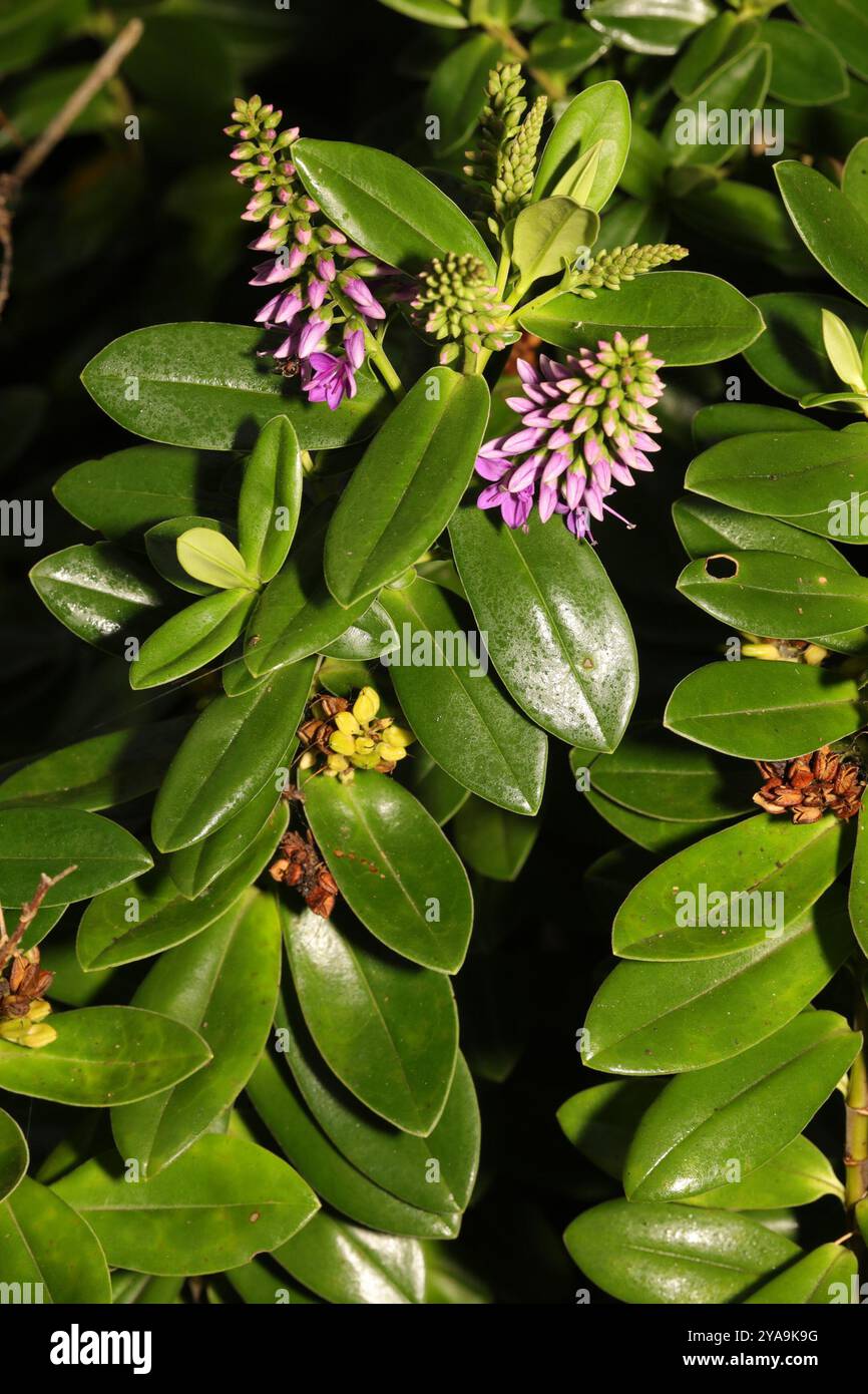 Hedge Veronica (Veronica × franciscana) Plantae Stock Photo - Alamy