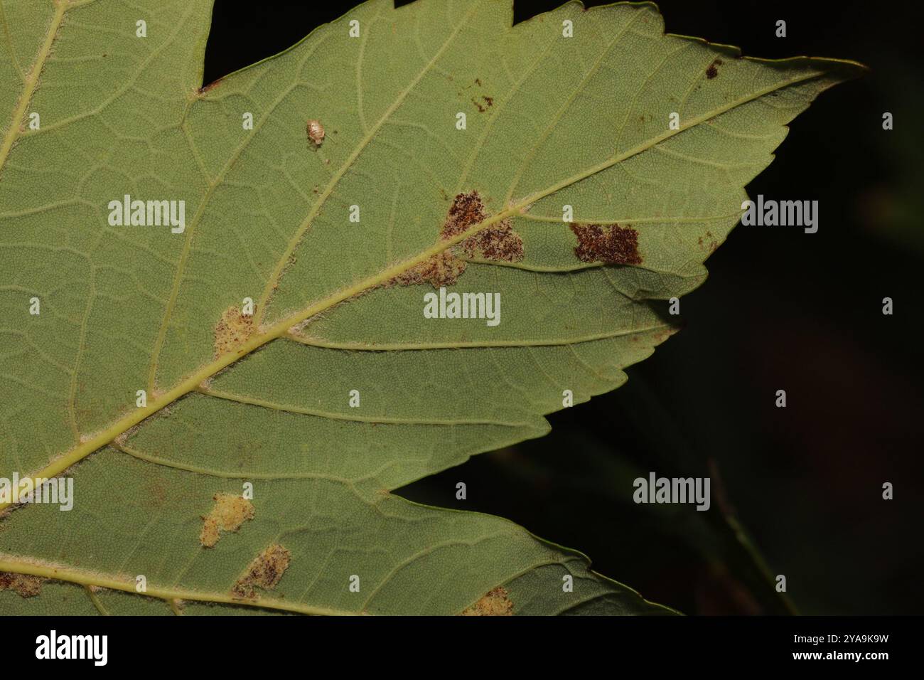 Sycamore Felt Gall Mite (Aceria pseudoplatani) Arachnida Stock Photo ...