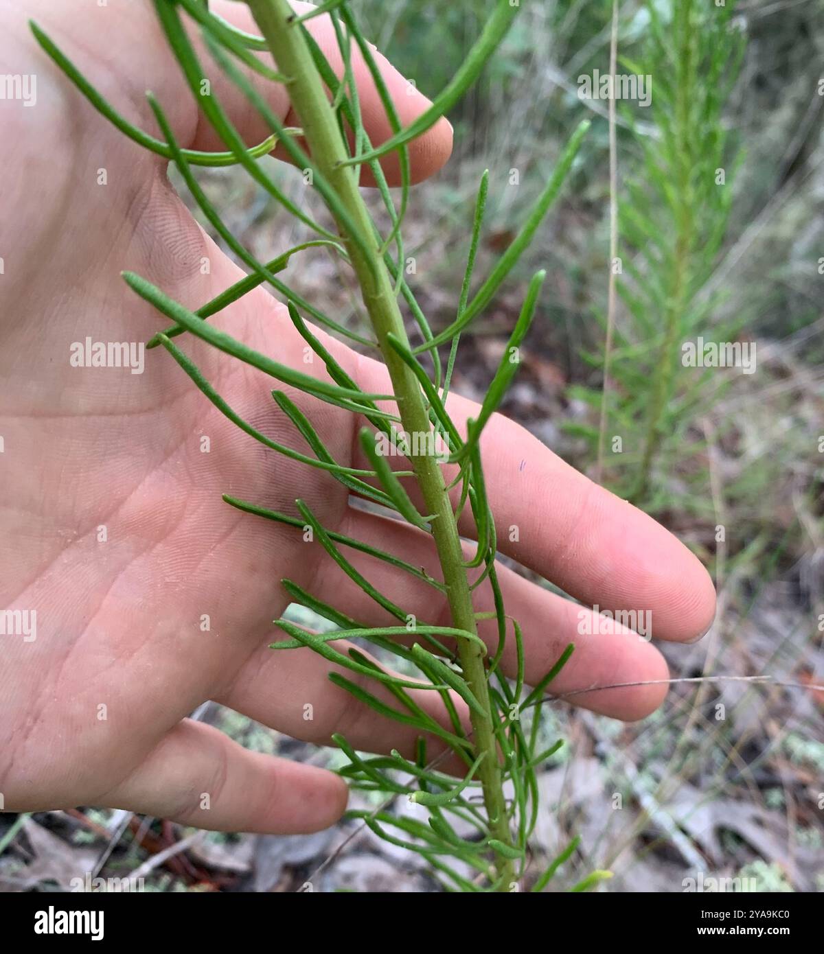 coastal plain honeycombhead (Balduina angustifolia) Plantae Stock Photo ...