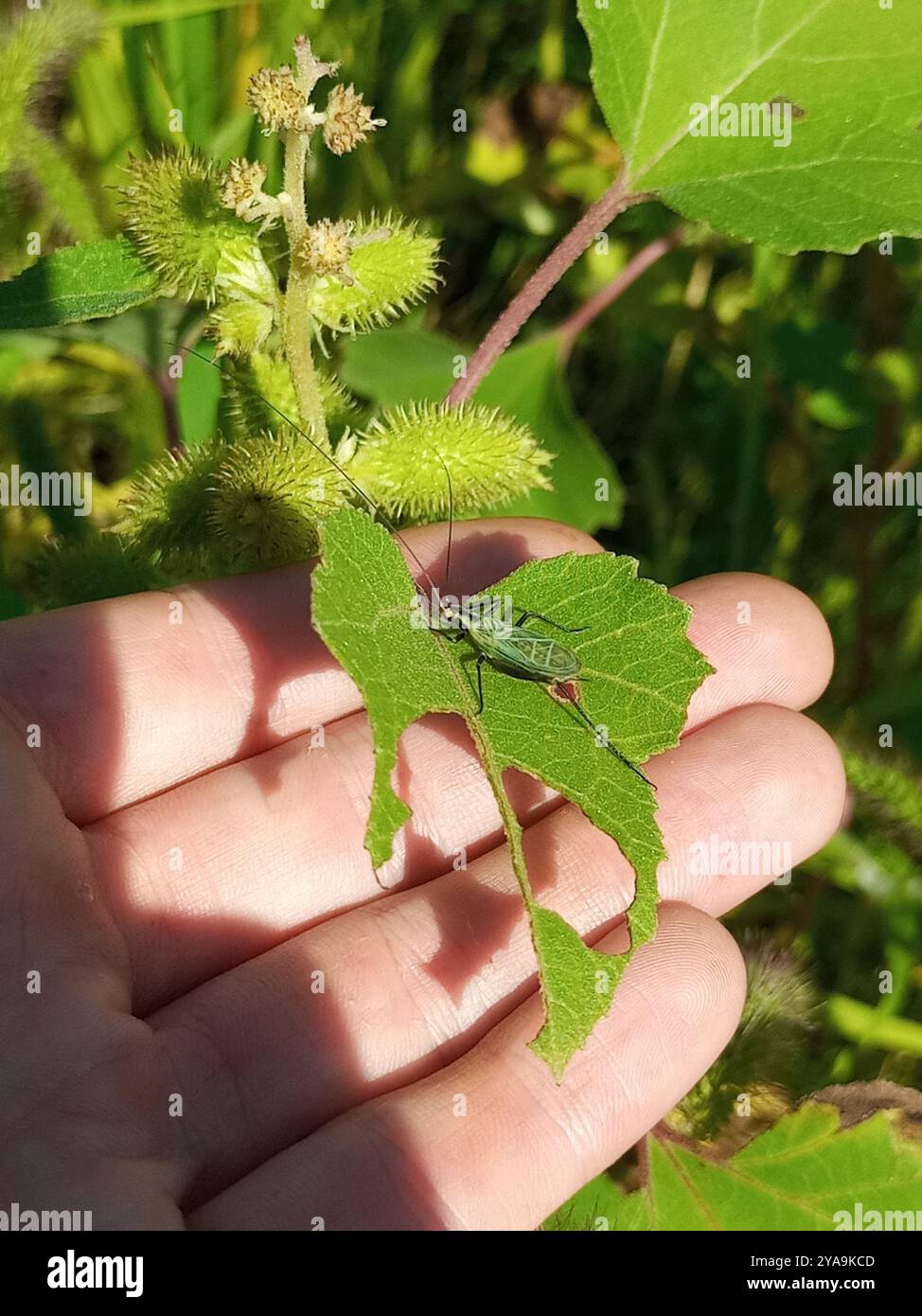 Common Tree Crickets (Oecanthus) Insecta Stock Photo - Alamy
