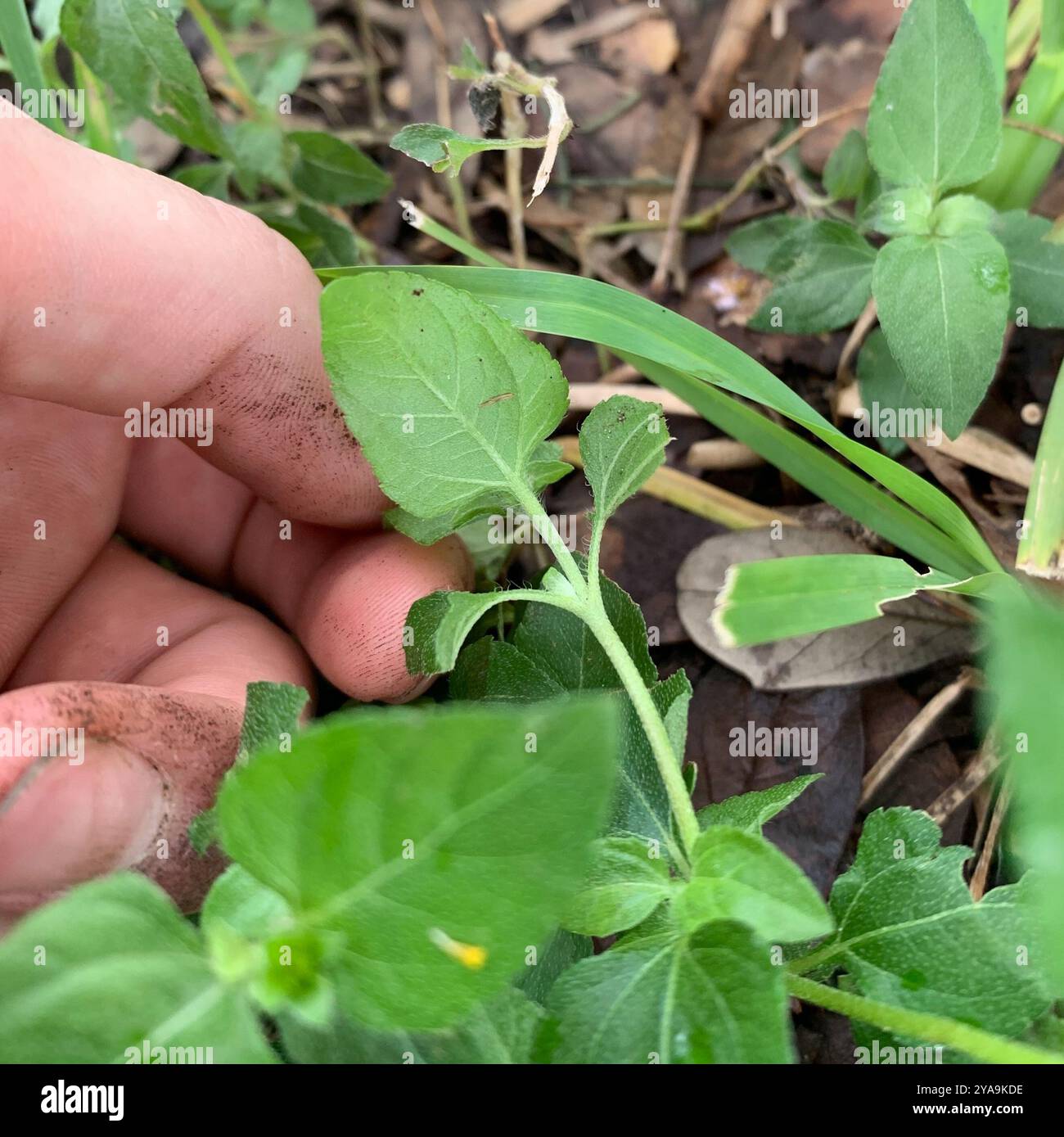 straggler daisy (Calyptocarpus vialis) Plantae Stock Photo - Alamy